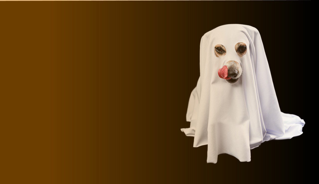 Give a second life... of horror, for Halloween! - Renaissance